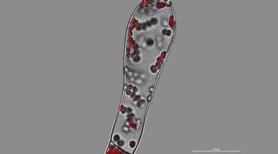 BioTek Cytation 1 - BioSPX