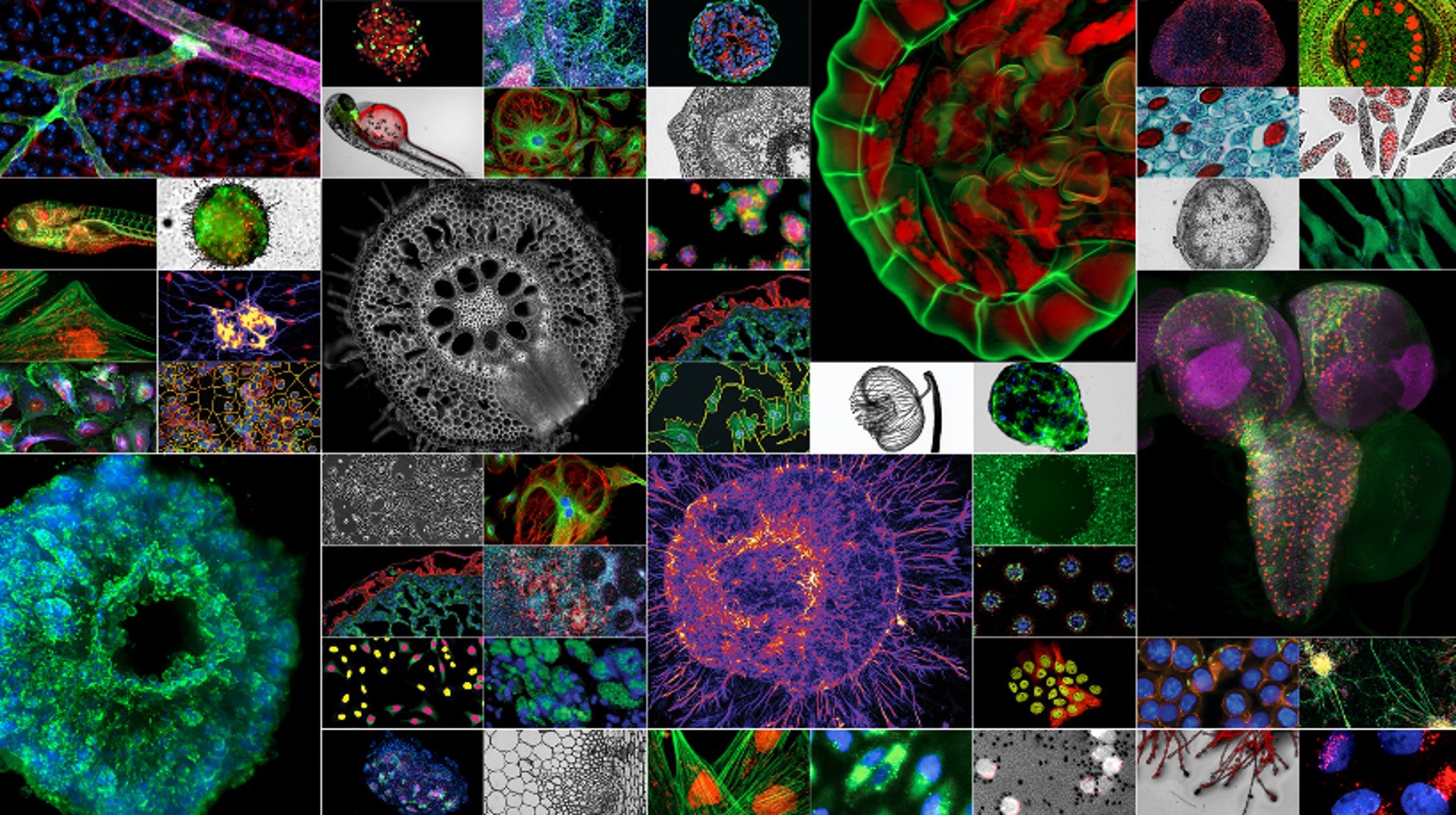 Imaging & Microscopy Archives - BioSPX